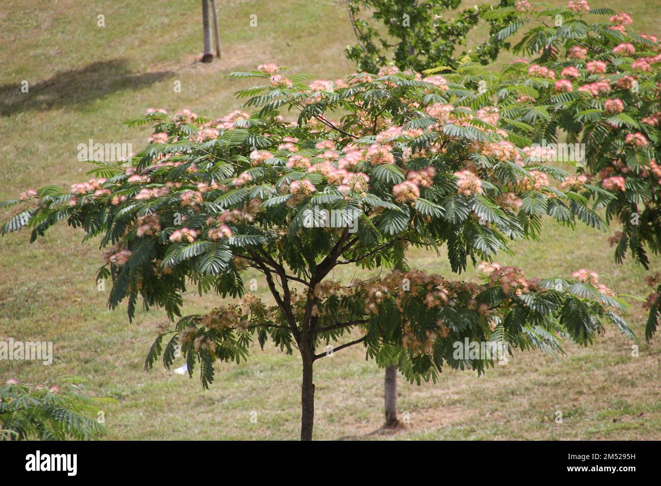 A bunch of Persian silk trees on a sloping grass field Stock Photo - Alamy