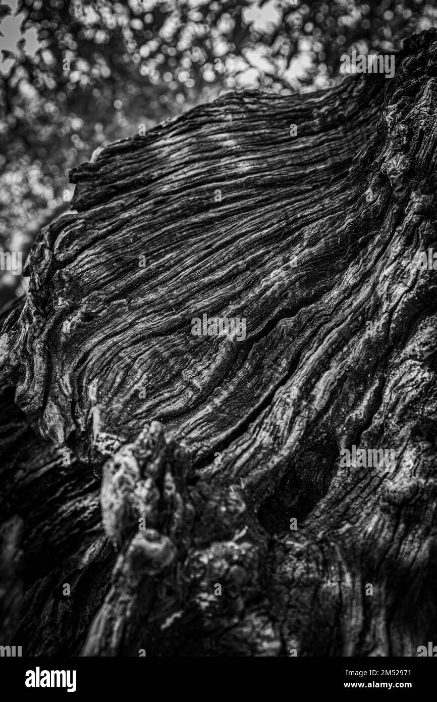 Grey trunk of the tree Black and White Stock Photos & Images - Alamy
