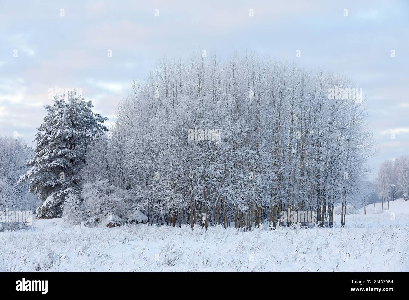Frozen bushes hi-res stock photography and images - Alamy