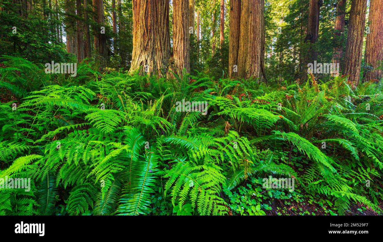 Bracken ferns and redwoods in the Lady Bird Johnson Grove, Redwood ...