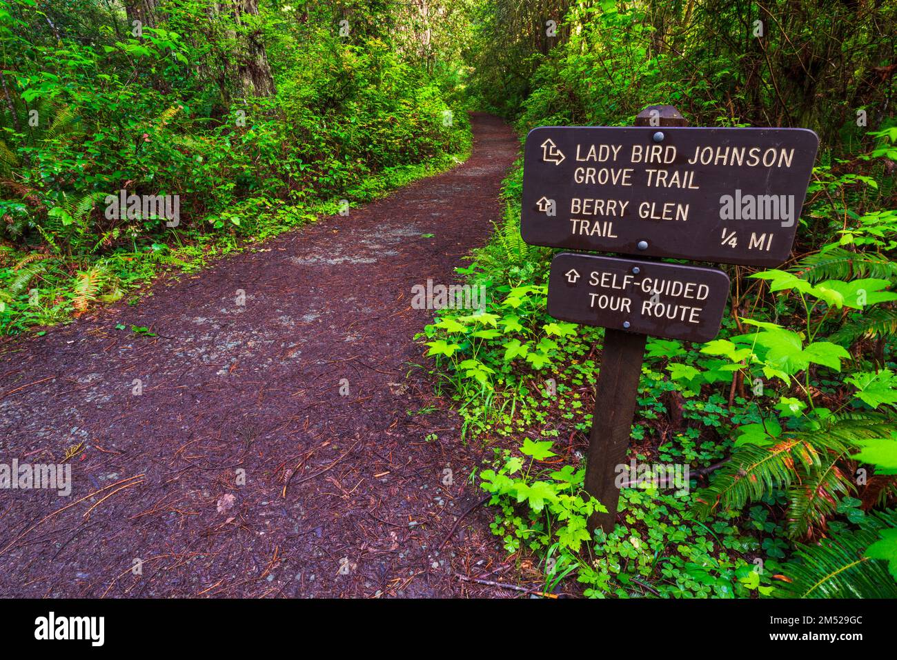 Trail sign in the Lady Bird Johnson Grove, Redwood National Park ...