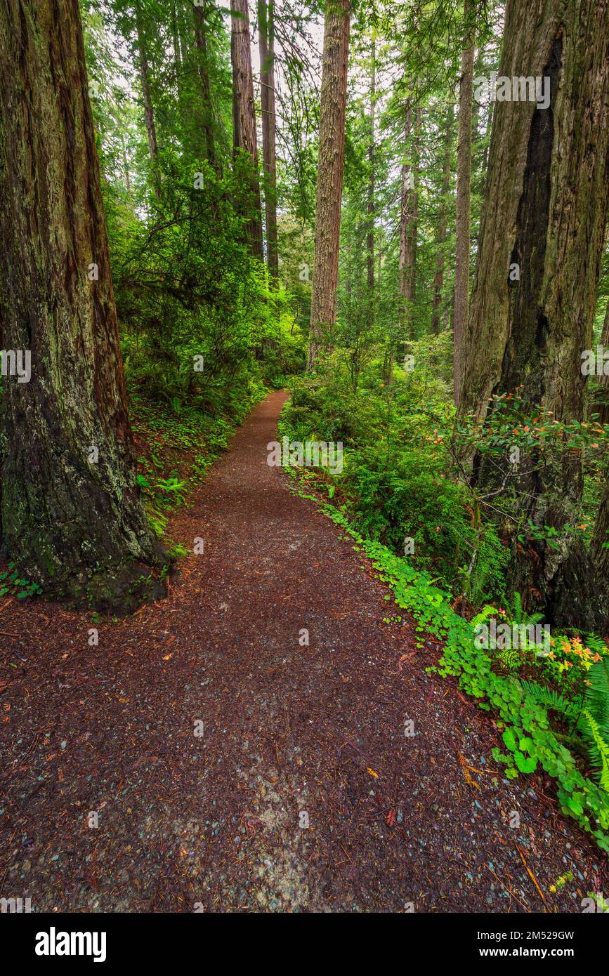Trail in the Lady Bird Johnson Grove, Redwood National Park, California ...