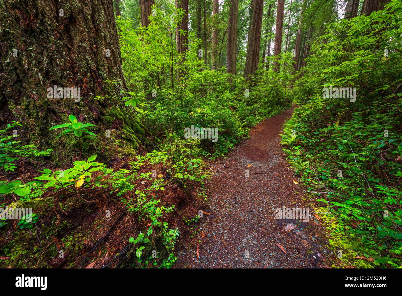 Trail in the Lady Bird Johnson Grove, Redwood National Park, California ...