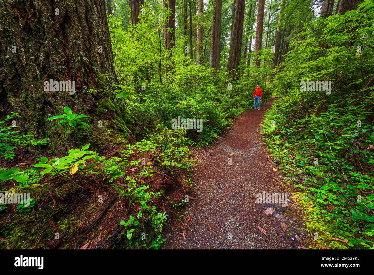 Hiker on Trail in the Lady Bird Johnson Grove, Redwood National Park ...