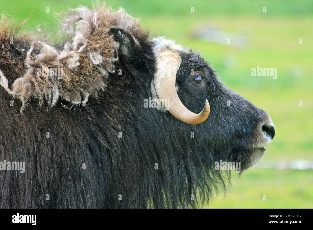 Musk ox in profile Stock Photo - Alamy