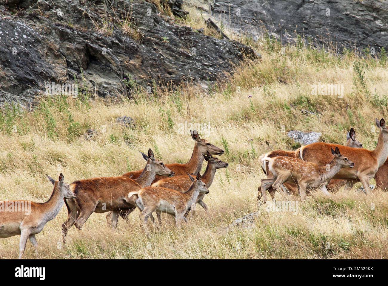 Deer Running