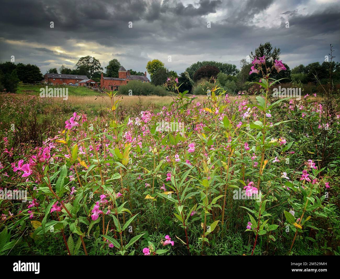 A field of Himalayan balsam pink flowers with green leaves with gray ...