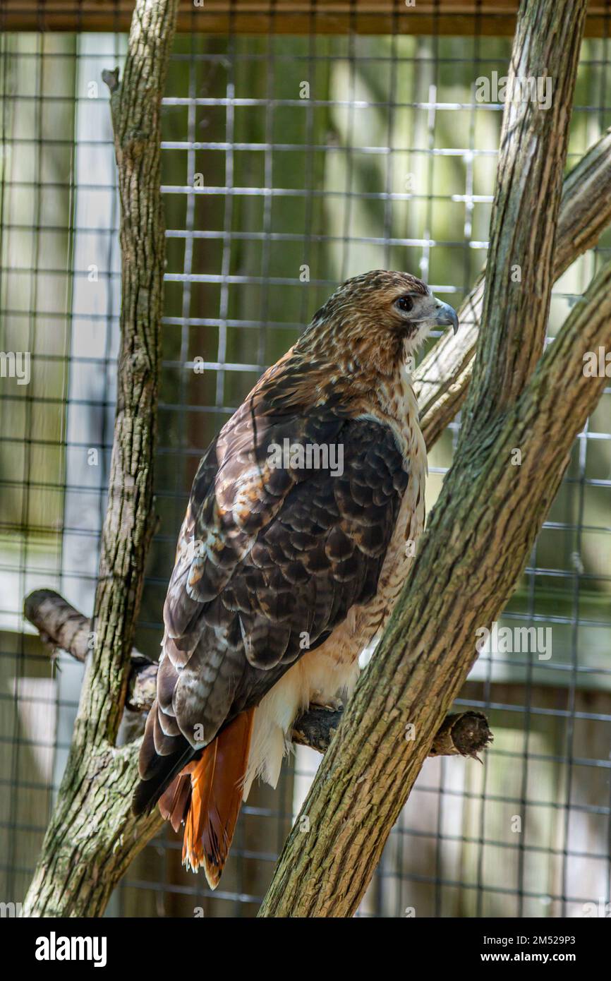 A red-tailed hawk at the Fort Wayne Children's Zoo in Fort Wayne ...