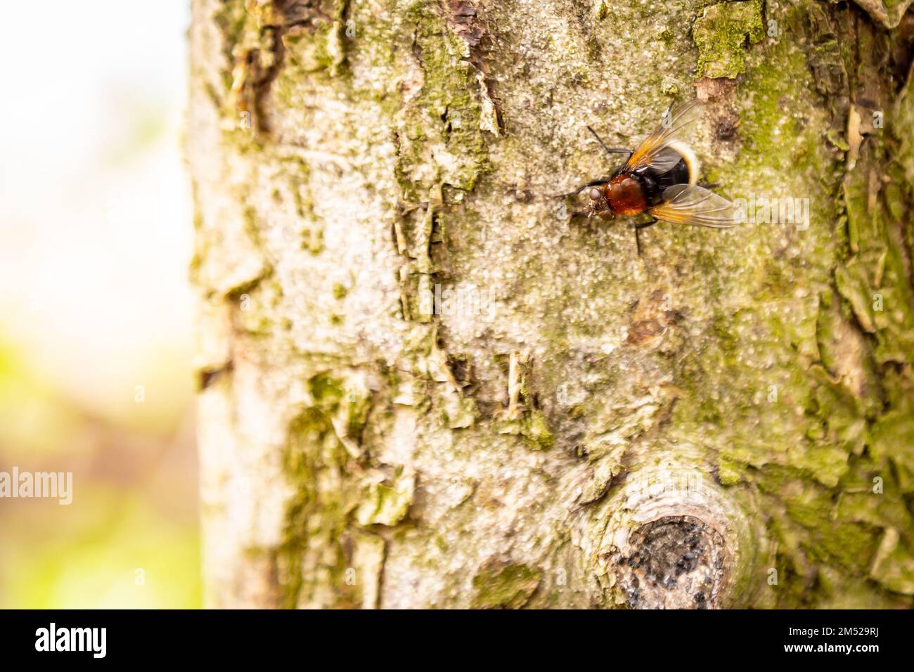 Closeup shot bee standing hi-res stock photography and images - Alamy