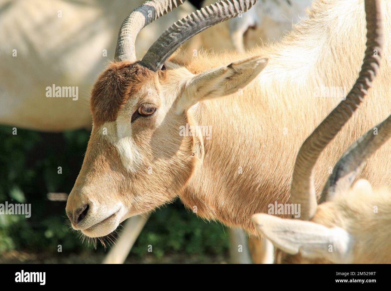 Addax antelope in profile Stock Photo - Alamy