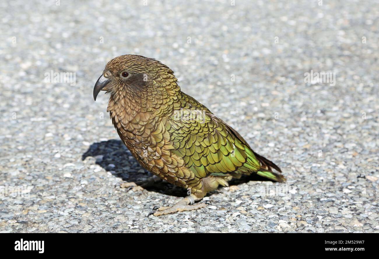 Kea new zealand hi-res stock photography and images - Alamy