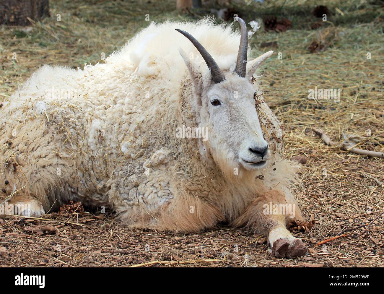 Resting Mountain goat Stock Photo - Alamy