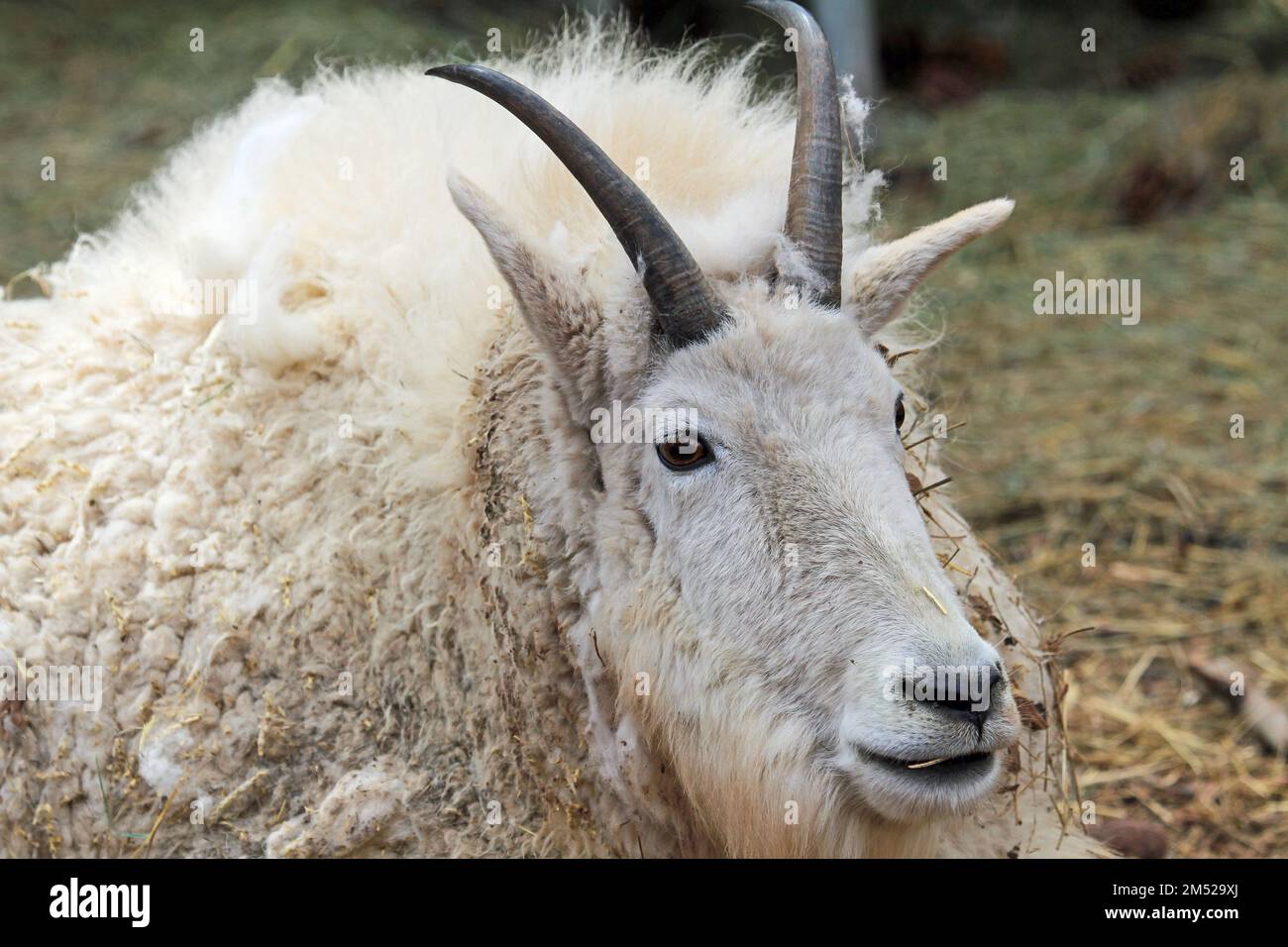 Mountain goat portrait Stock Photo - Alamy