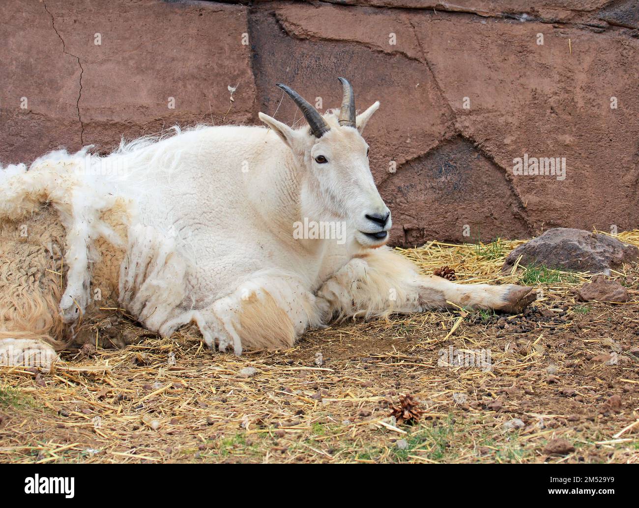 Goat Sweater In Snow