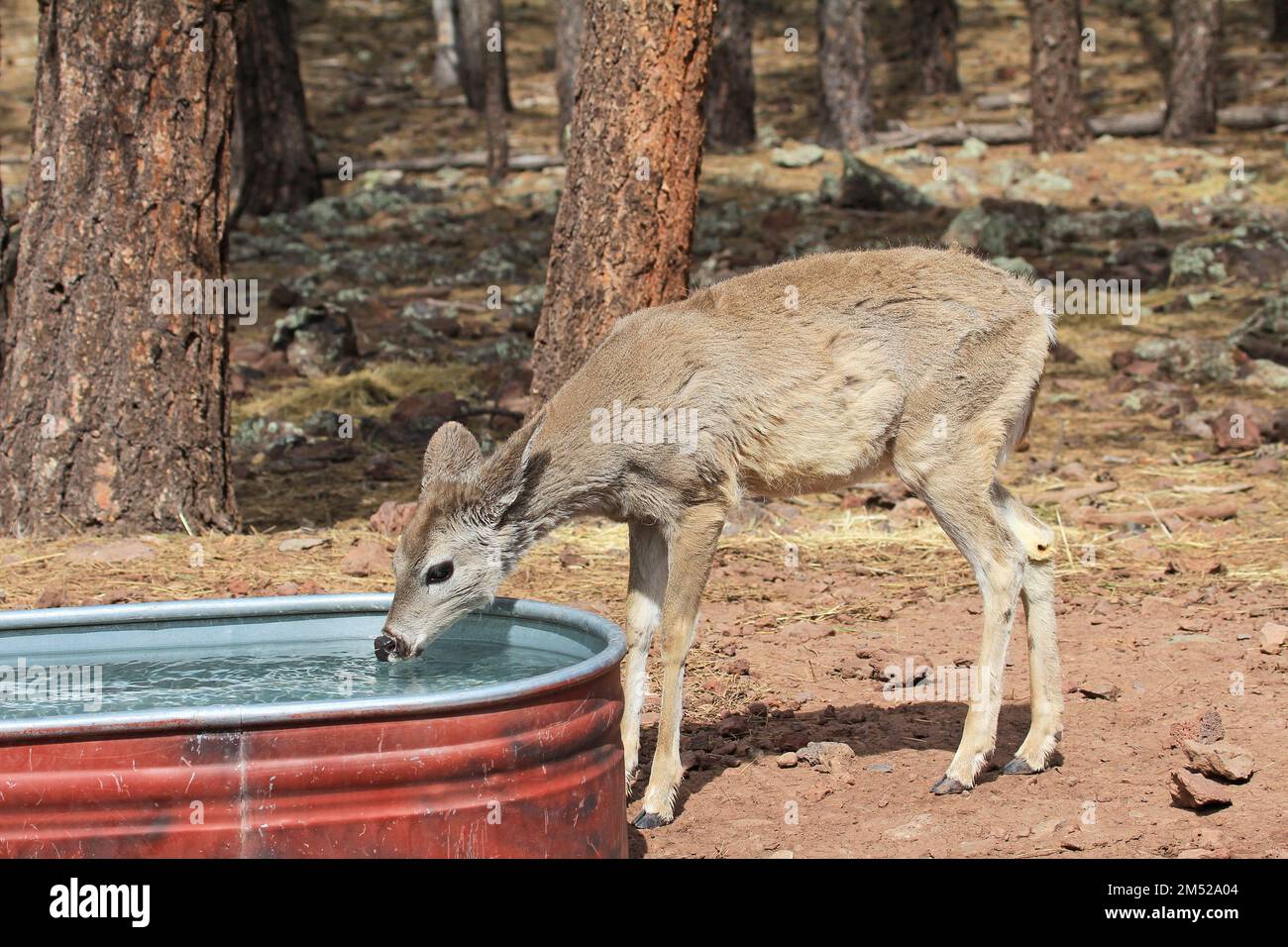 Deer drinking water hi-res stock photography and images - Alamy