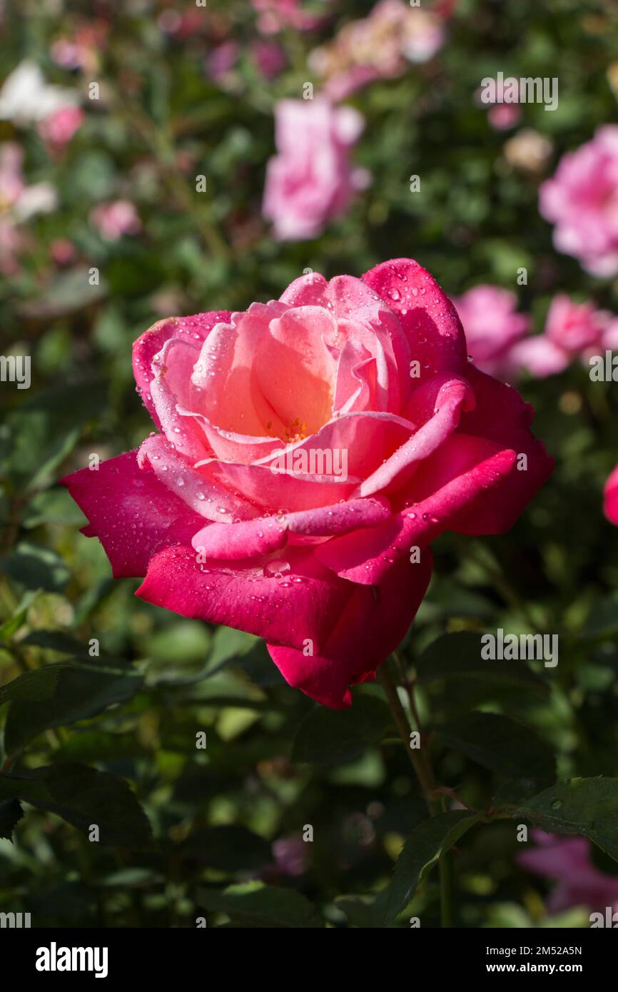 Beautiful colorful Rose Flower on garden background Stock Photo - Alamy