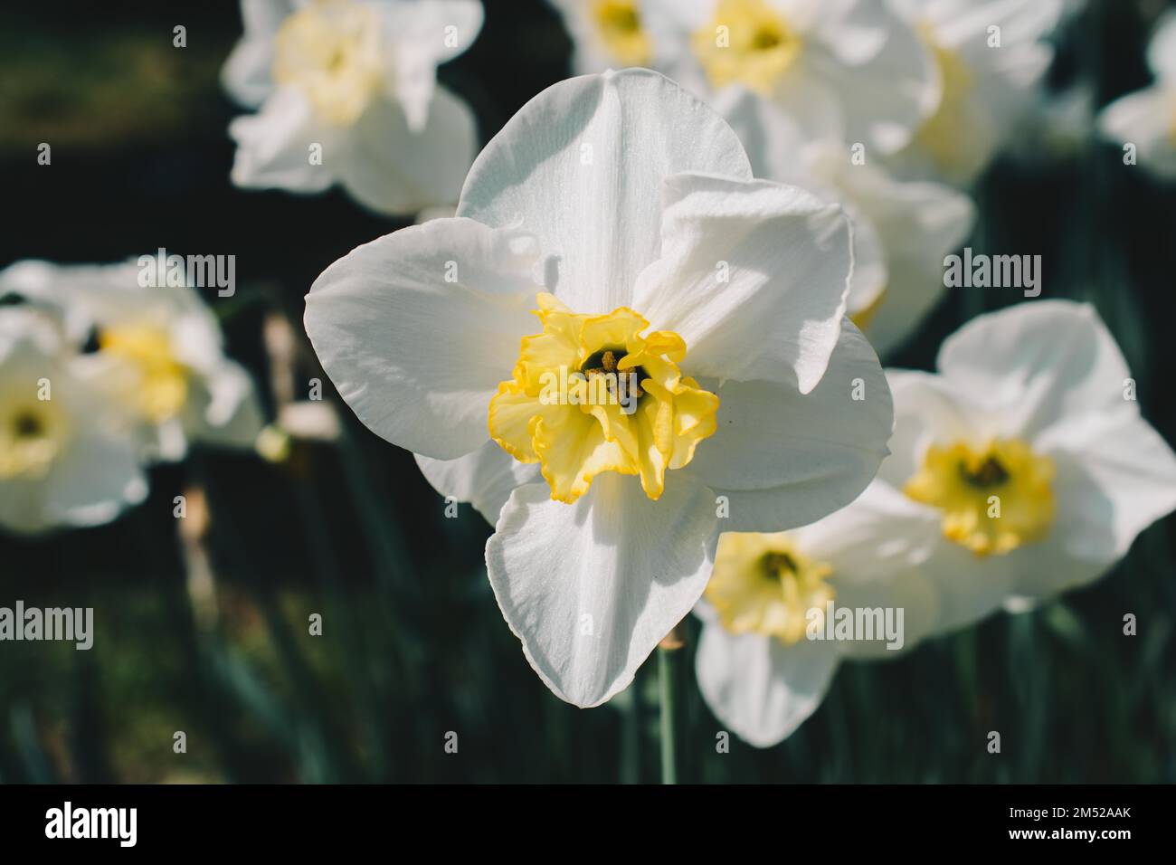 Beautiful view blooming flower hi-res stock photography and images - Alamy