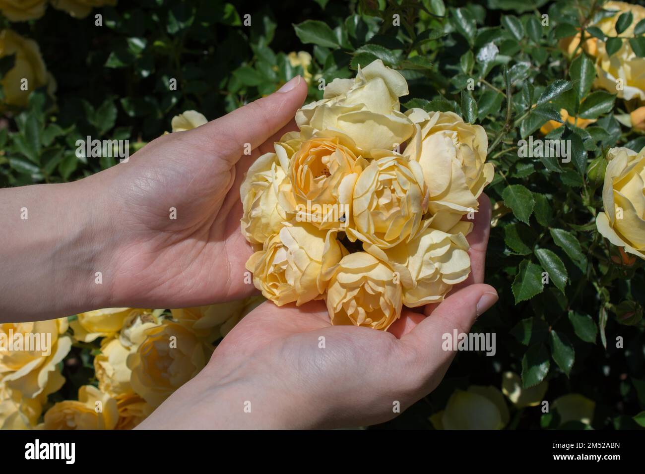 Beautiful fresh roses in hand Stock Photo - Alamy