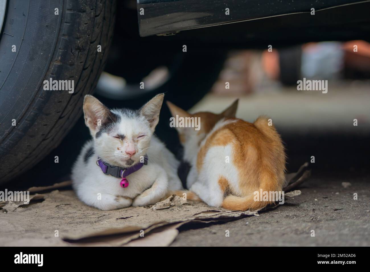 Car tire and cats hi-res stock photography and images - Alamy