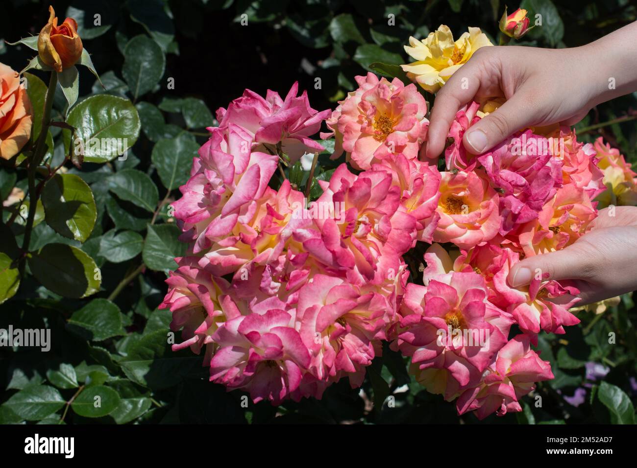Beautiful fresh roses in hand Stock Photo - Alamy