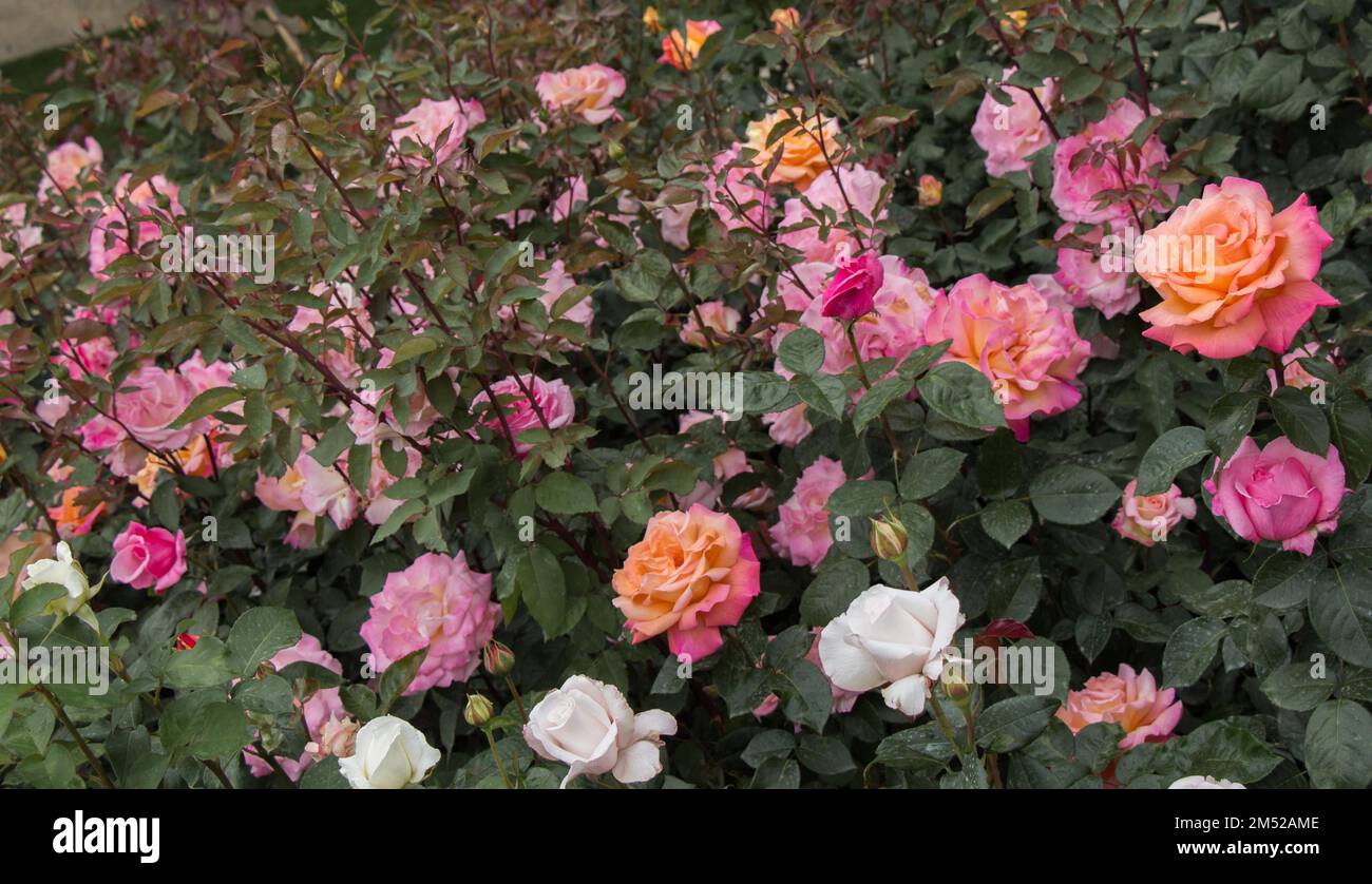 Blooming beautiful colorful roses in the garden background Stock Photo ...