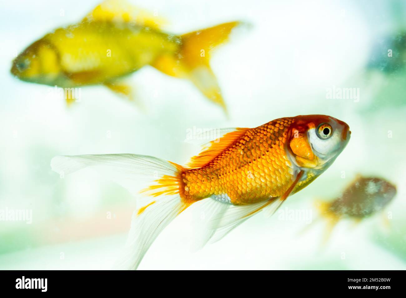 Colorful fish swimming in an aquarium Stock Photo - Alamy