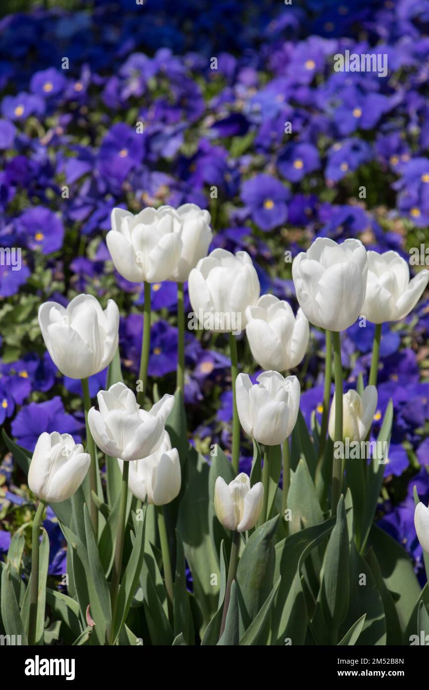 White tulip garden exterior hi-res stock photography and images - Alamy