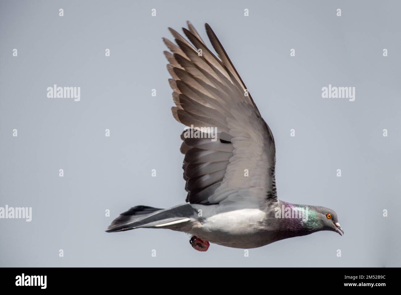 Single pigeon in the air with wings wide open Stock Photo - Alamy