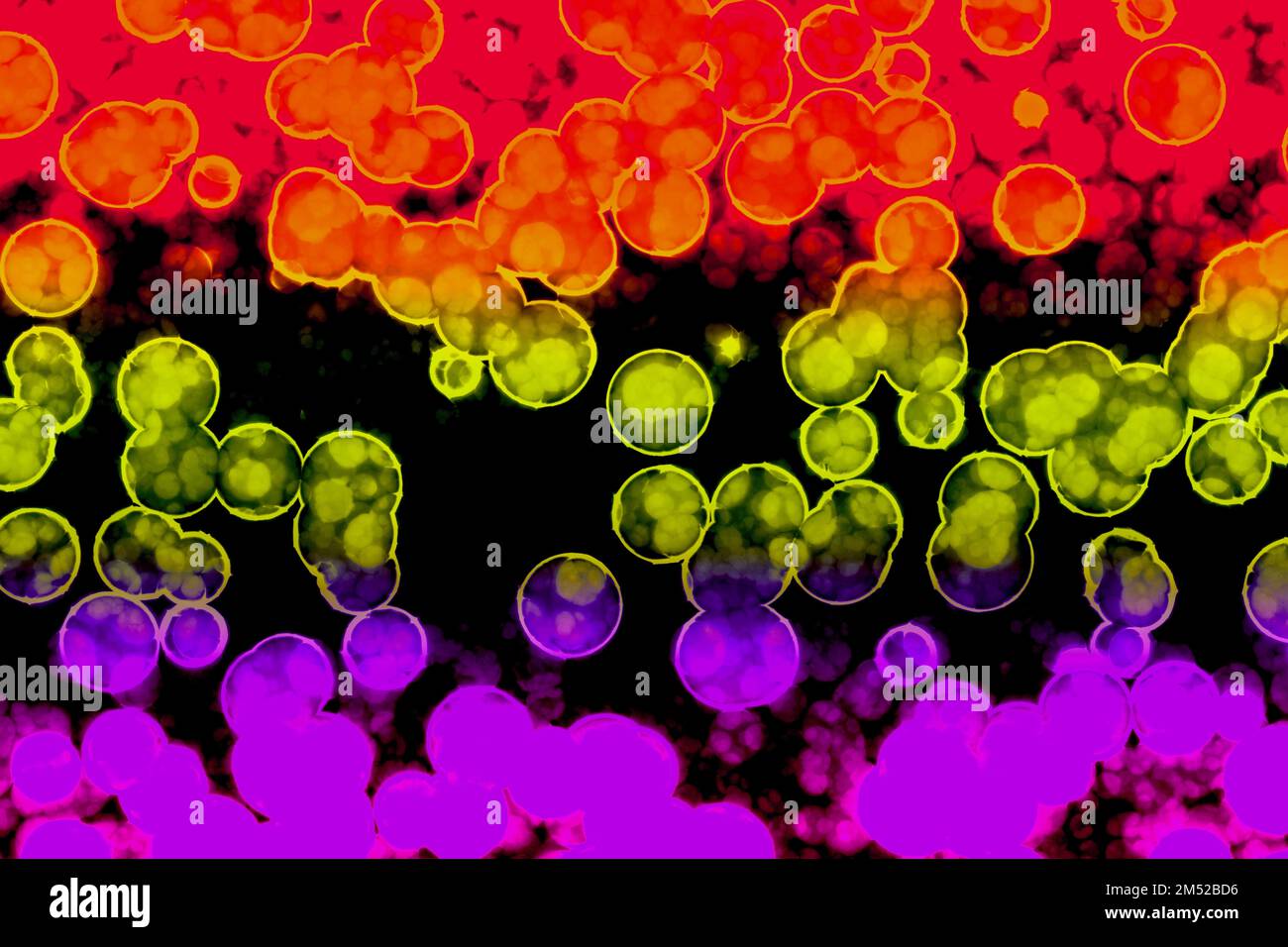 Shape of bacterial cell: cocci, bacilli, spirilla bacteria background ...