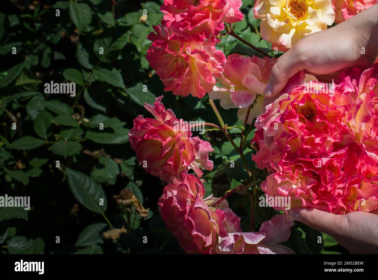 Beautiful fresh roses in hand Stock Photo - Alamy