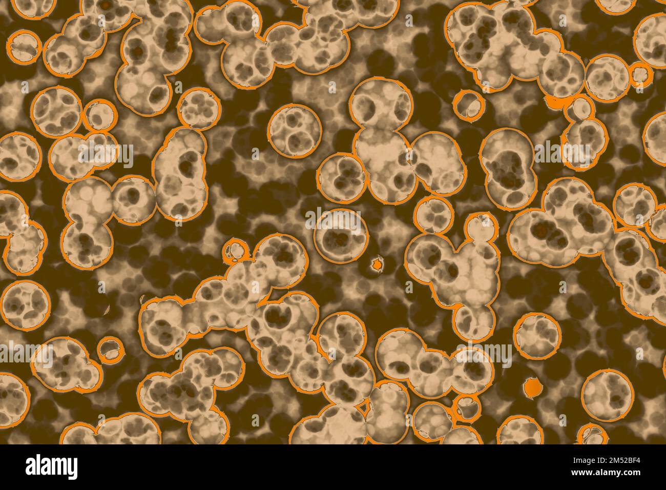 Shape of bacterial cell: cocci, bacilli, spirilla bacteria background ...