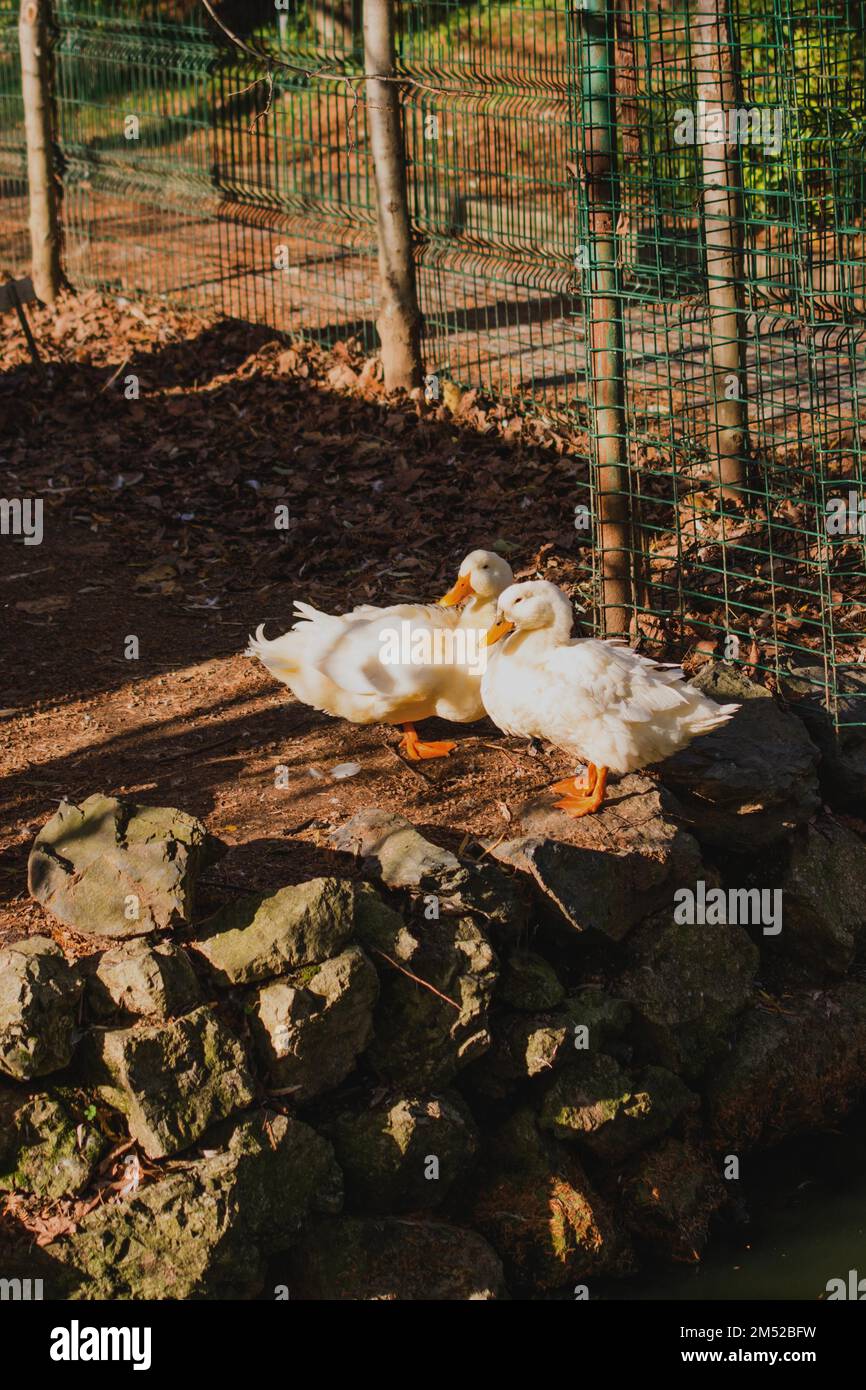White duck bird hi-res stock photography and images - Alamy