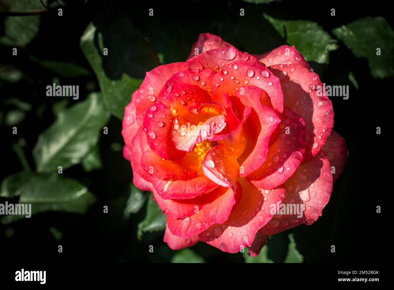 Colorful Rose On Water