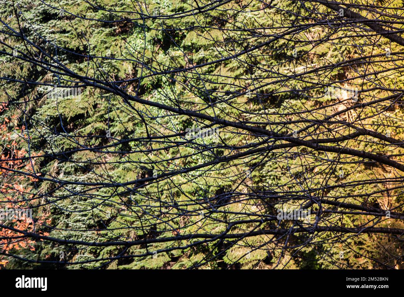 Autumn tree leaves texture background. leaf background texture Stock ...