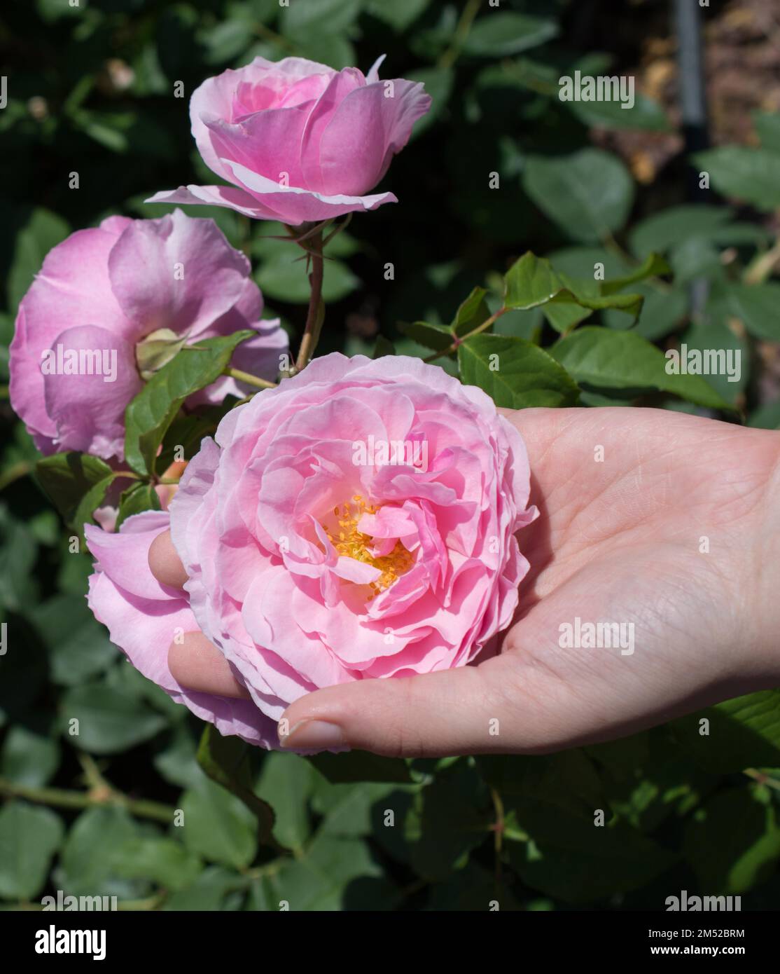Beautiful fresh rose in hand Stock Photo - Alamy
