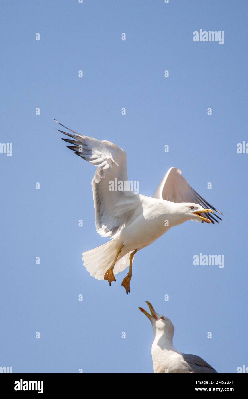 Two seagulls flying in a sky as a background Stock Photo - Alamy