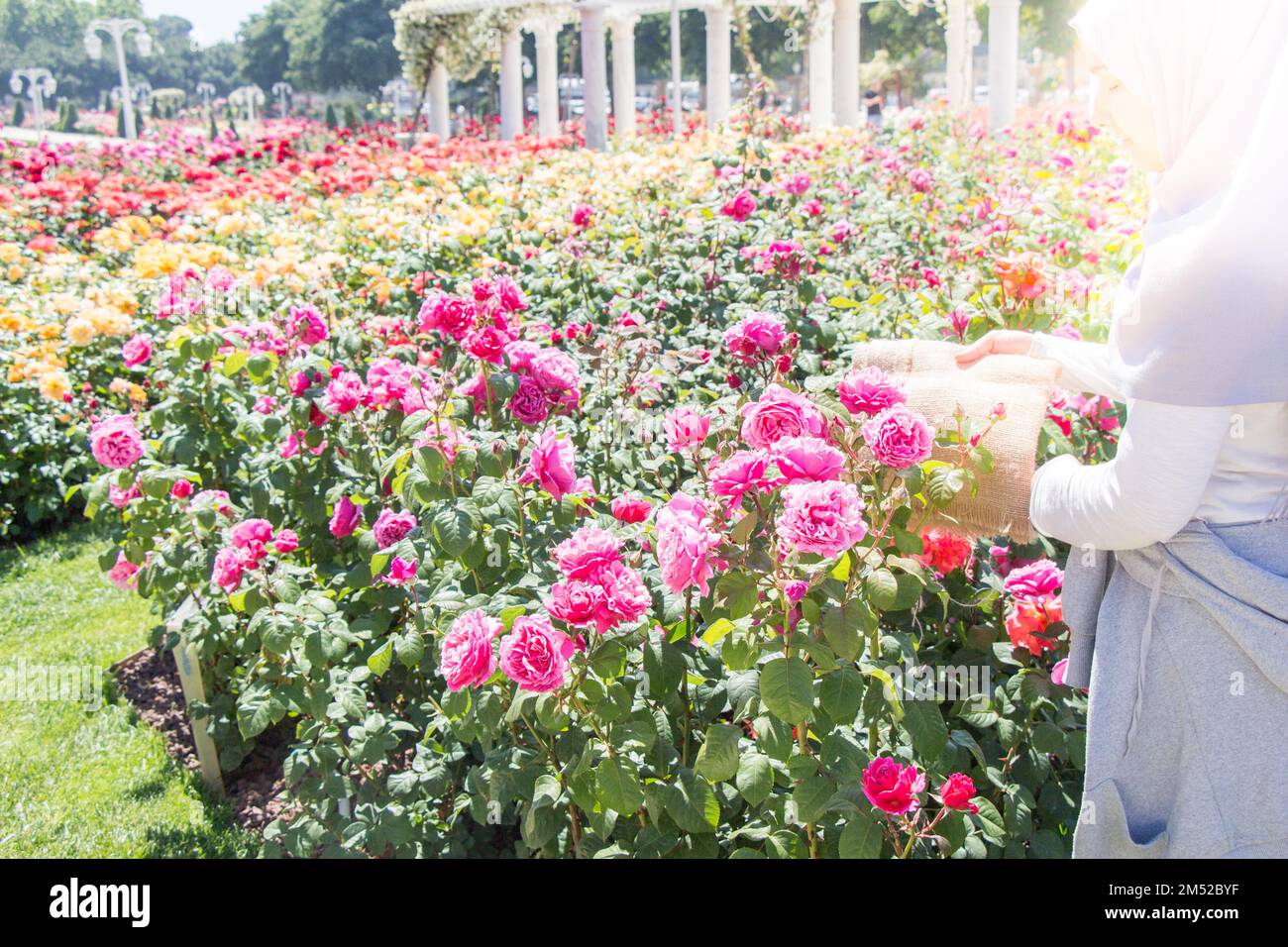 Rose display hi-res stock photography and images - Alamy