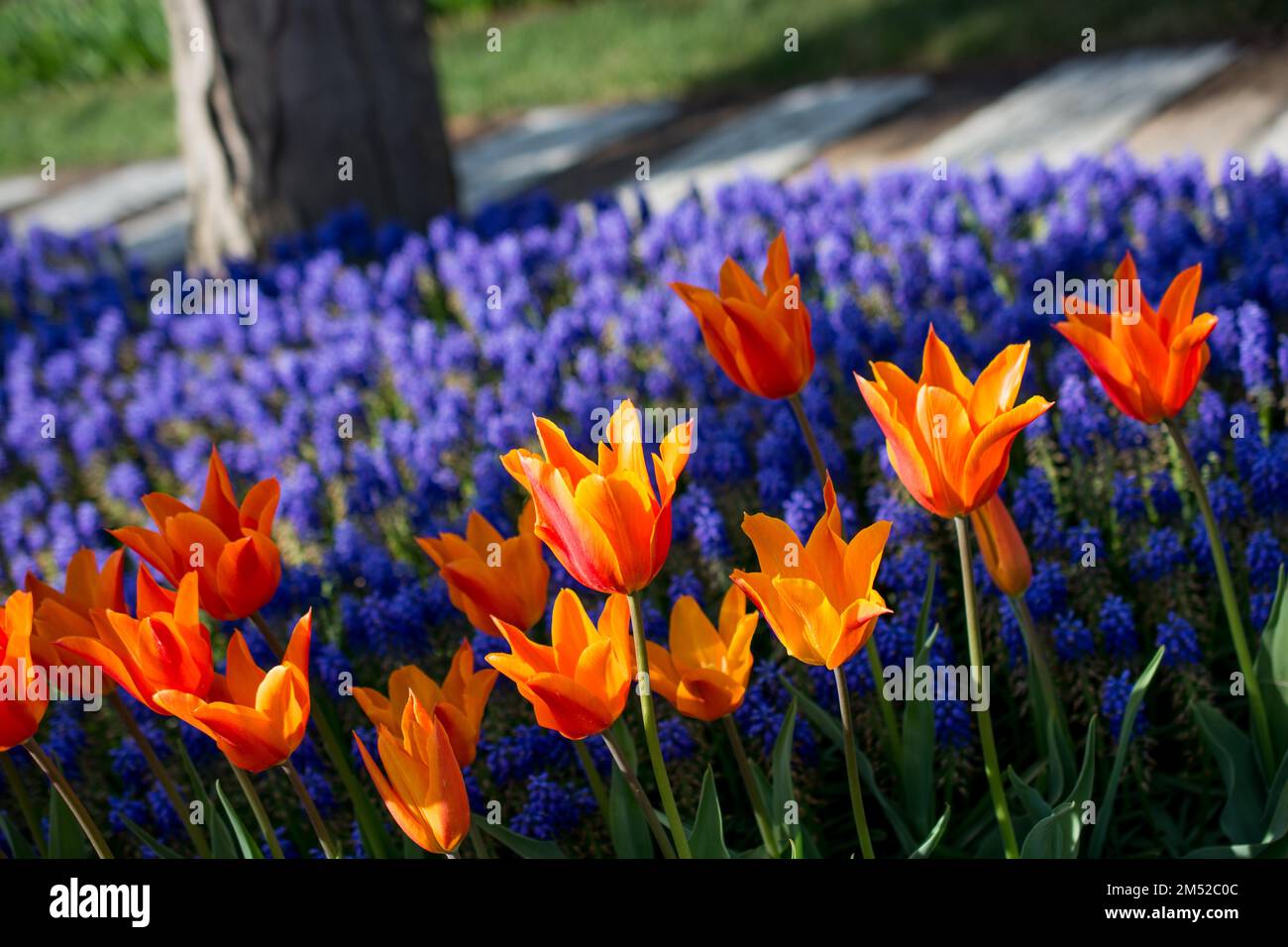 Tulip garden full of various colors of tulips in spring Stock Photo - Alamy