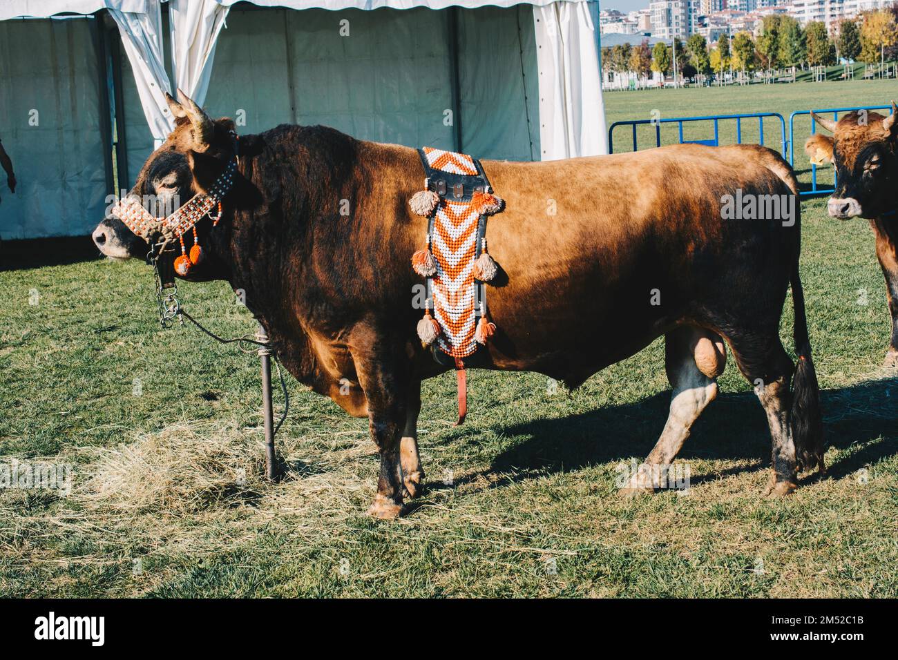 Brown bull with traditional Turkish fabric on it on green grass in ...