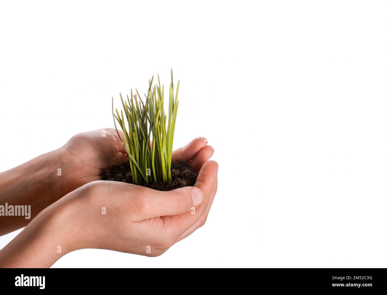 Green grass seedling in handful soil in hand on an isolated background ...