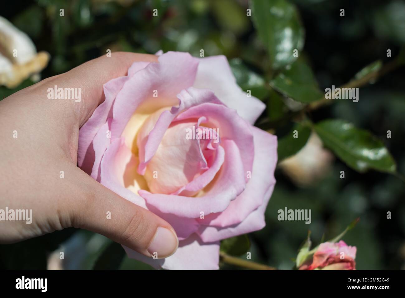 Hand holding a colorful Rose Flower Stock Photo - Alamy