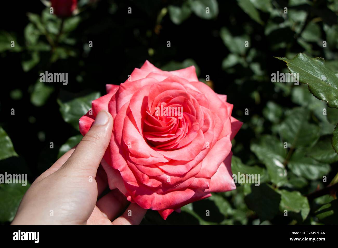 Hand holding a rose in the rose garden Stock Photo - Alamy
