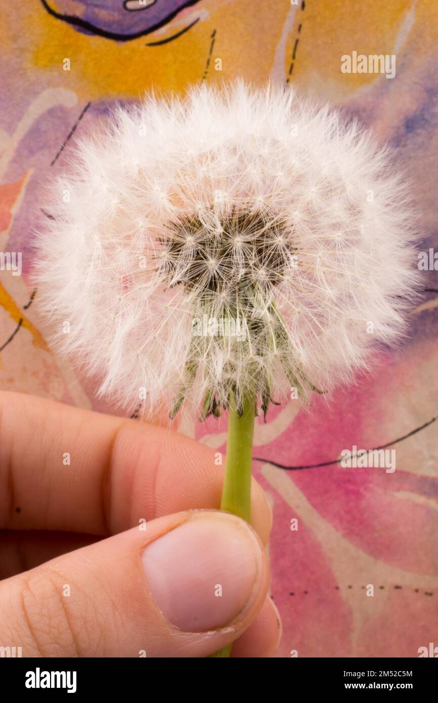 Hand holding dandelion hi-res stock photography and images - Alamy