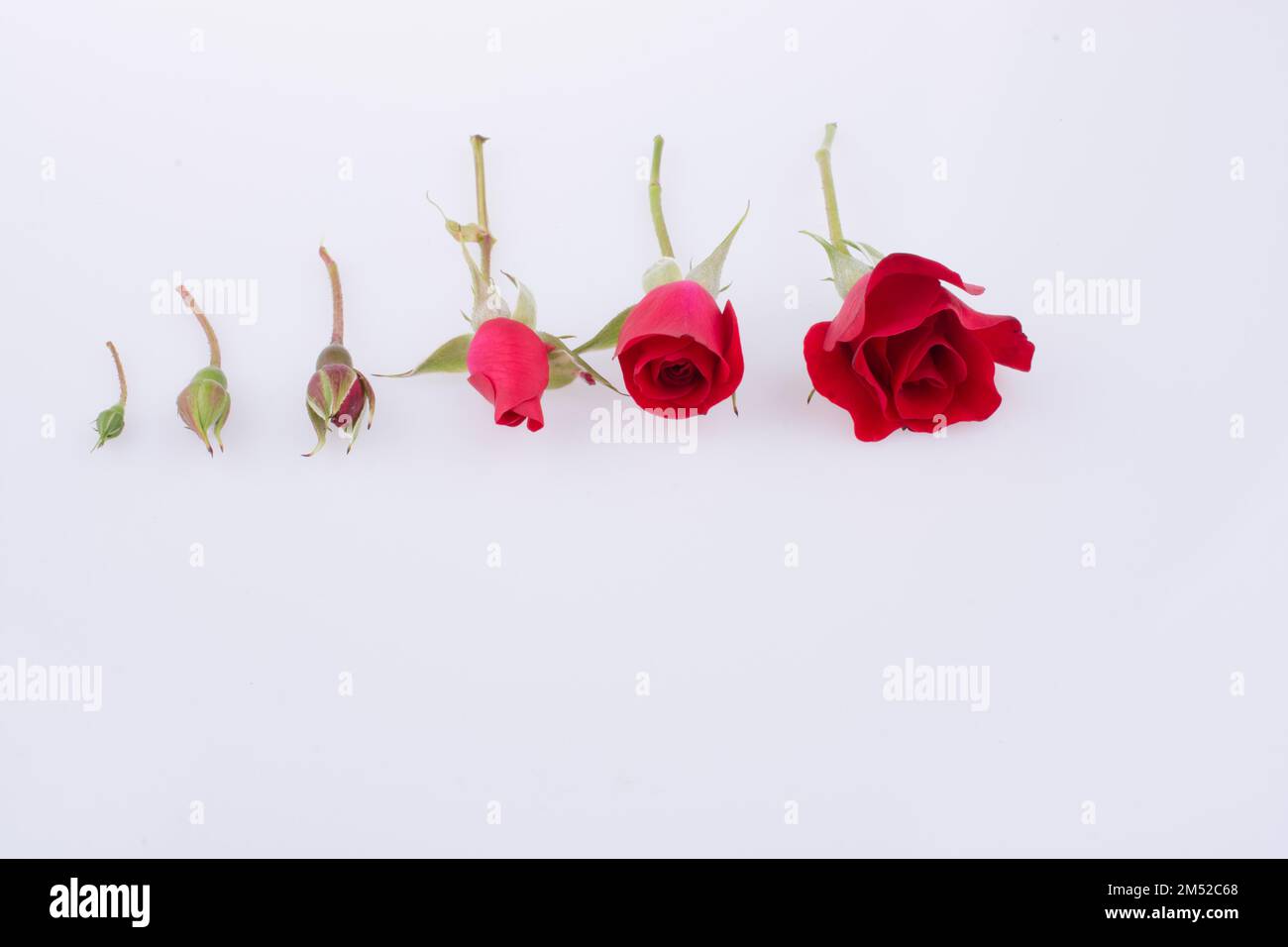 Red Roses aligned in an increasing order on a white background Stock ...