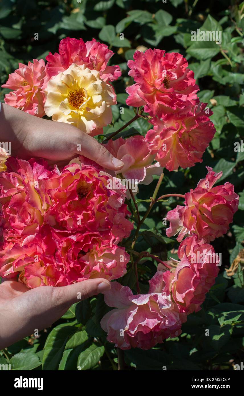 Beautiful fresh roses in hand Stock Photo - Alamy