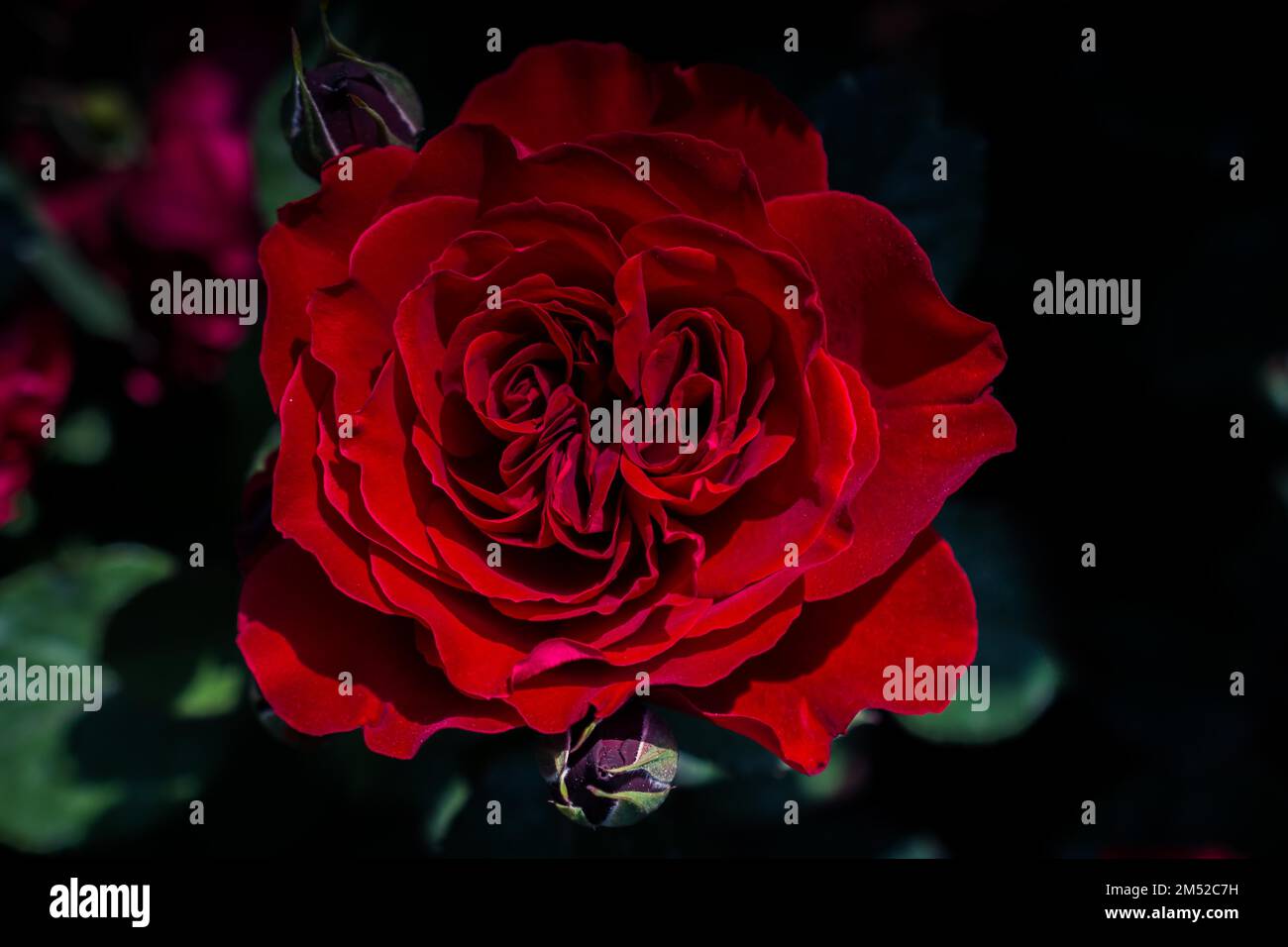 Beautiful colorful Rose Flower on garden background Stock Photo - Alamy