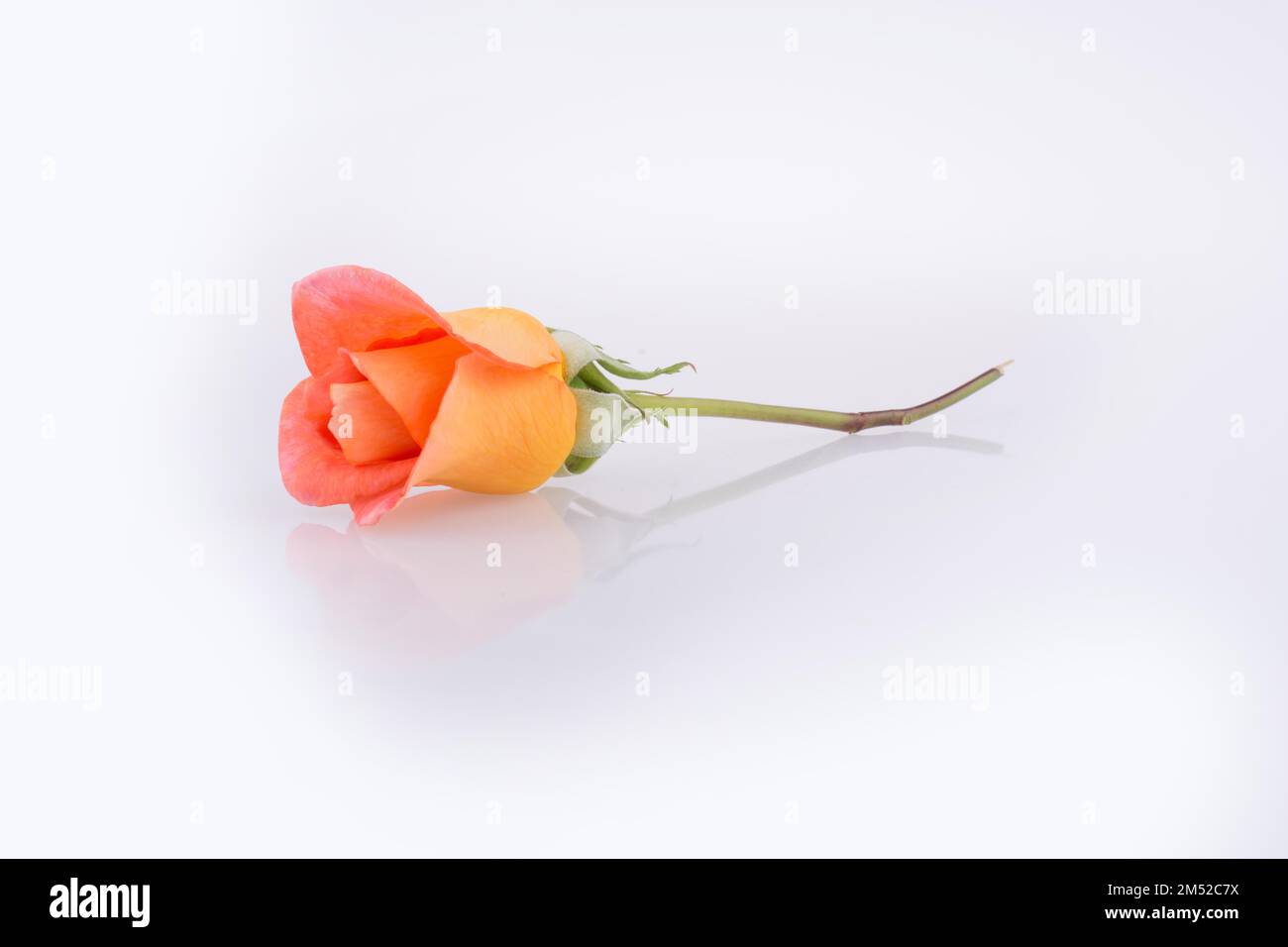 Orange And White Rose