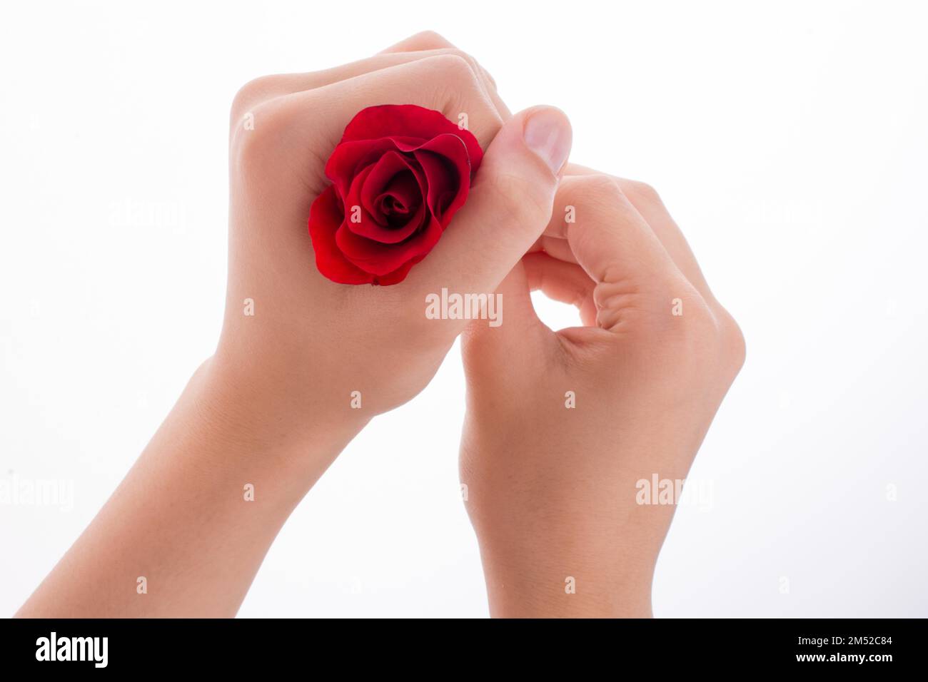 Hand holding a red rose on a white background Stock Photo - Alamy