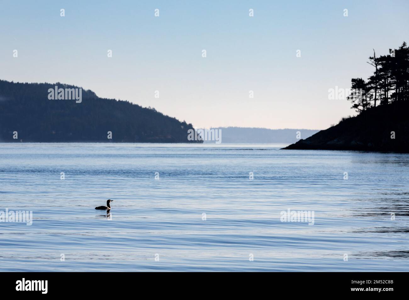 A Duck floats on still water on a sunny fall afternoon at Burrows Bay ...