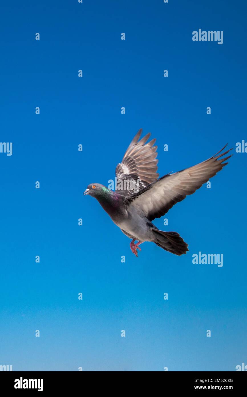 Twin pigeons in the air with wings wide open Stock Photo - Alamy
